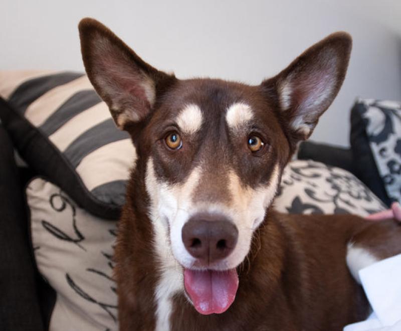 Ranger | Best Friends Animal Society